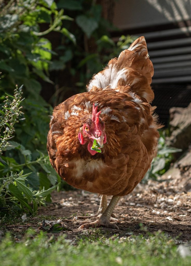 Home - Jos Poultry And Cages Layer Chicken Farm