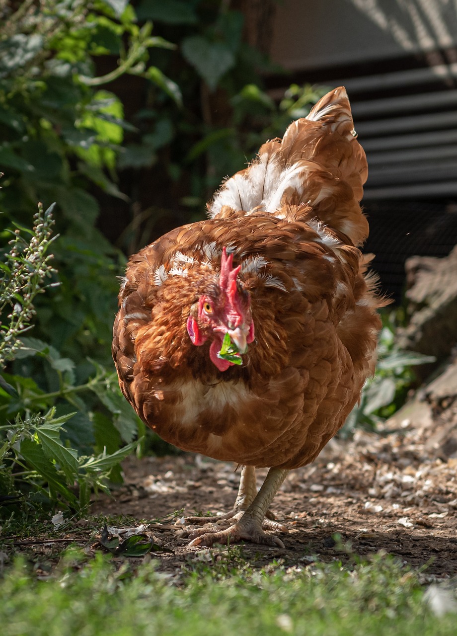 Home - Jos Poultry And Cages Layer Chicken Farm