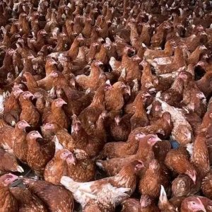 Poultry - Jos Poultry And Cages Layer Chicken Farm