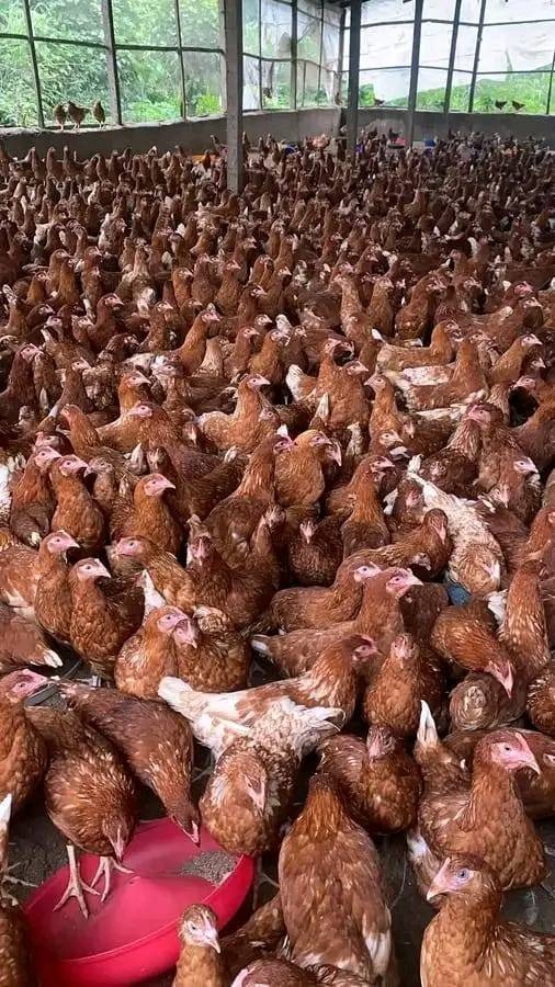 Poultry - Jos Poultry And Cages Layer Chicken Farm